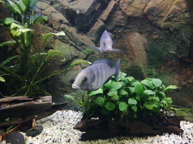 Голубой дельфин