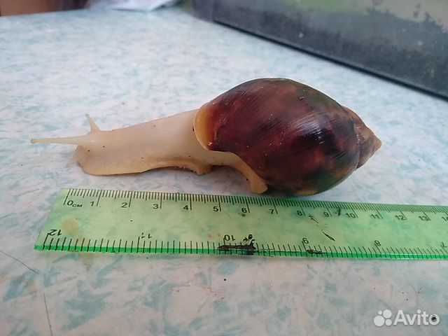 Улитка Ахатин