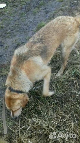 Вязка русская гончия