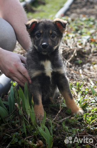 Метиски лаечек в добрые руки