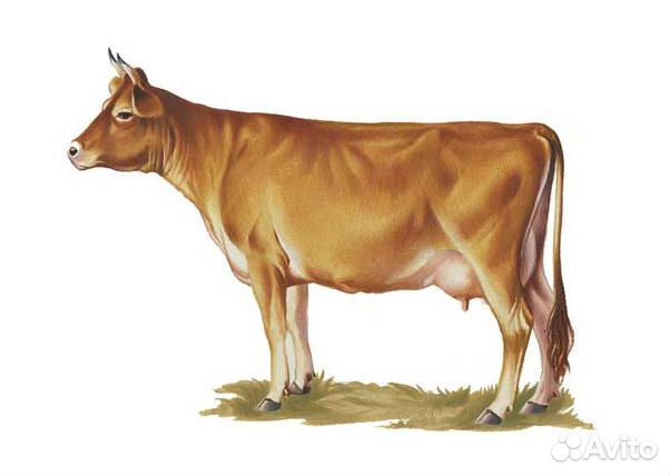 Лучшие быки породы Джерси, осеменение