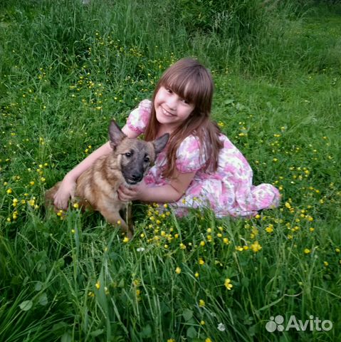 Леся. Щенок маленькой собачки ищет семью