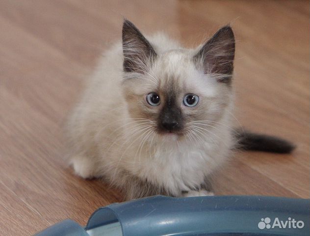 Невская маскарадная