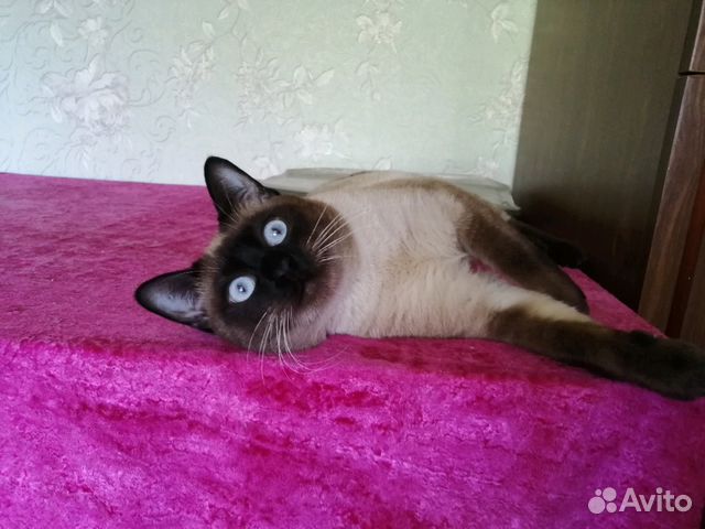 Приглашение Тайской кошечки для вязки