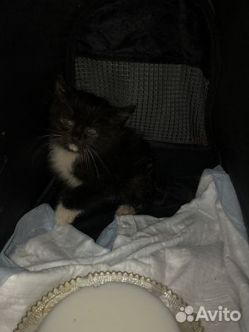Котенок