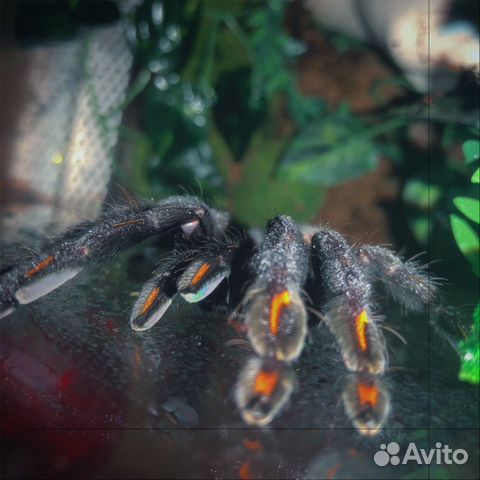 Паук Птицеед Psalmopoeus Irminia