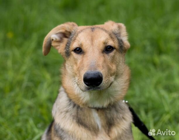 Метис восточно-европейской овчарки