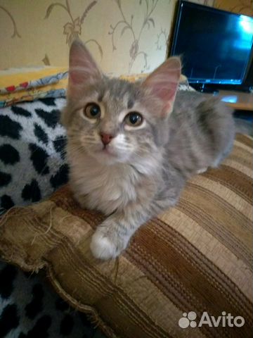 Котенок в добрые руки