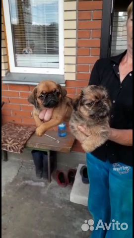 Гриффончики и брабансончики, 2 мес