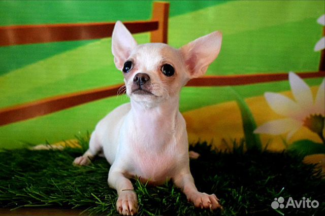 Олимпа девочка