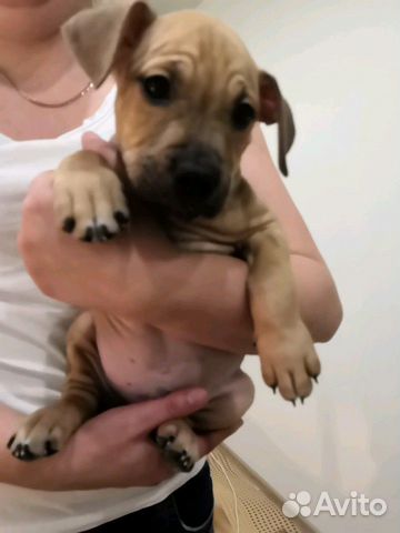 Щенки стаффордширского терьера Амстафы