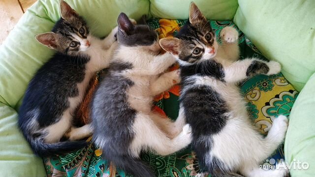 Котята в добрые руки) 2 кошечки и котик