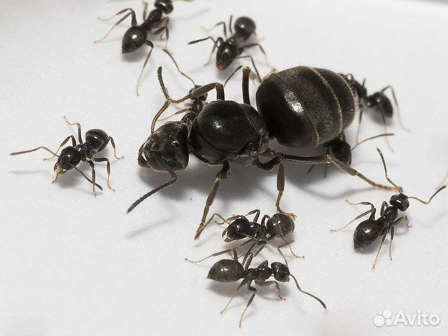 Lasius niger (Черный садовый муравей)
