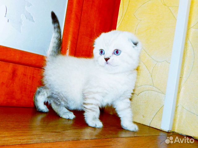 Шотландские котята редких окрасов