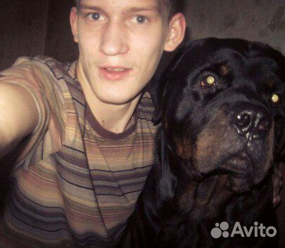 Щенки ротвейлера