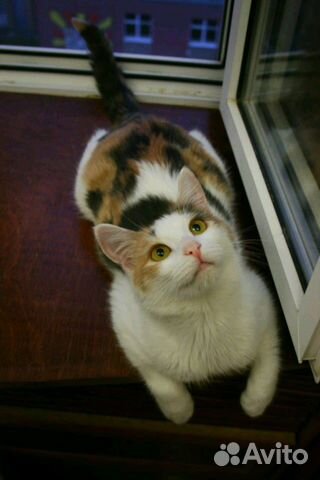 Кошка в добрые руки