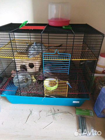 Продам белочек породы дегу