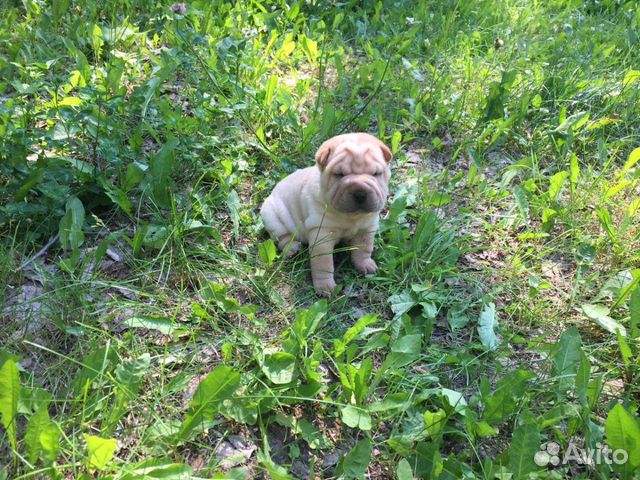 Шарпейчики