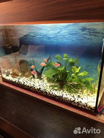 Аквариум действующий