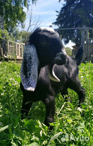 Козлик 100 Англо-Нубийский