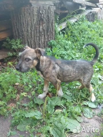 Щенок Арчи 1,5 месяца