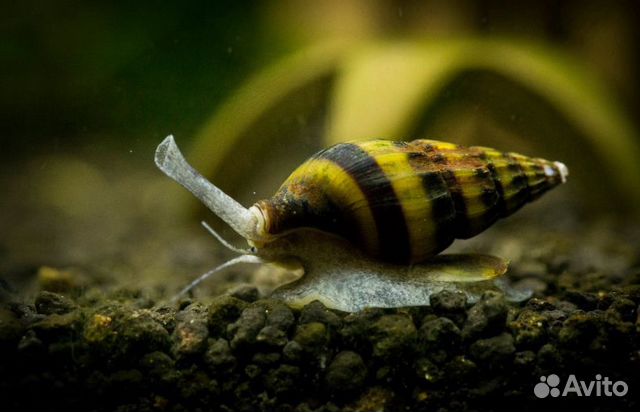 Хищные улитки Хилены