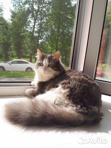 Кот ищет дом