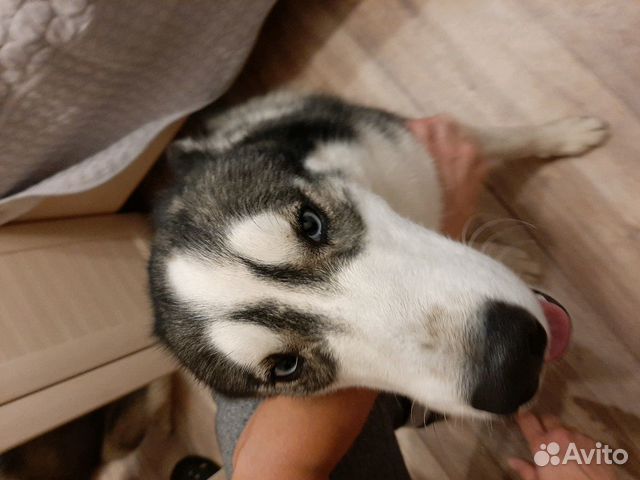 Найдена Сибирский Хаски