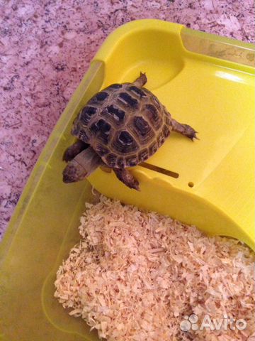 Продам сухопутную черепаху + дом