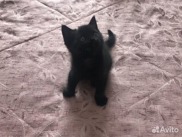 Продам котят британцев