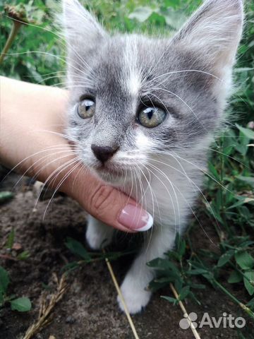 Котята серый, полосатый, белый