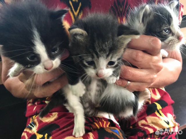 Котята 2 месяца мальчики и девочки