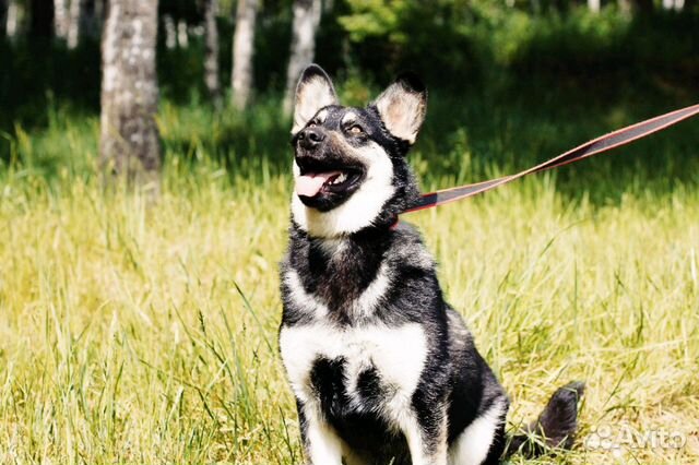 Вилли ищет дом