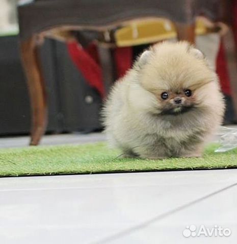 Микро и Мини Мимишки*Доставка