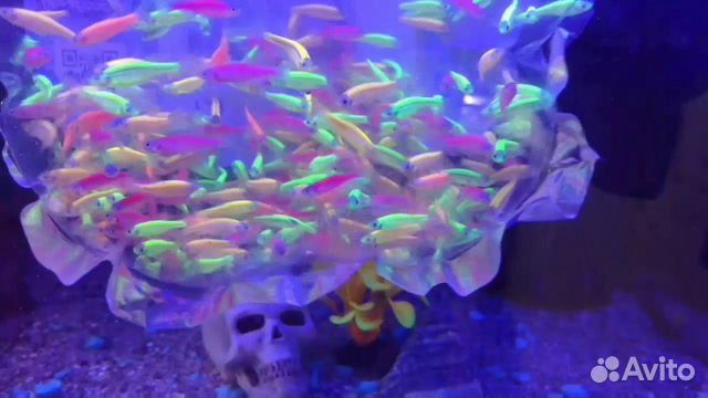 Данио Glo Fish от разводчика