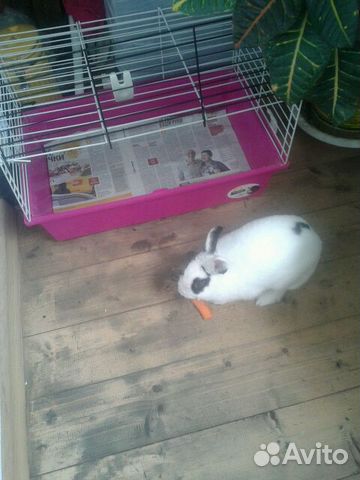 Кролик Снежок (Зеленоград)