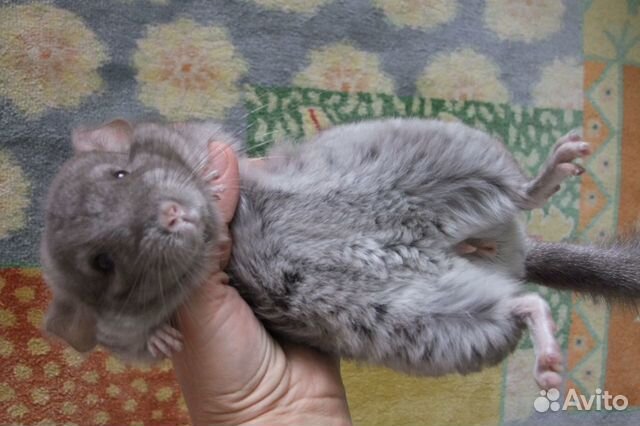 Шиншилленок мальчик Бежевый фиолет 3 месяца