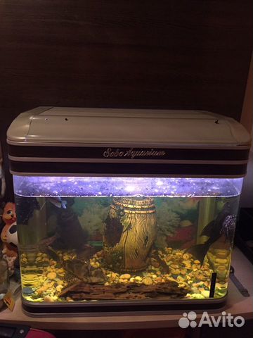 Аквариум с рыбками