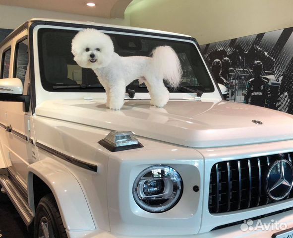 Бишончики. Сладкий малышуля-лапуля