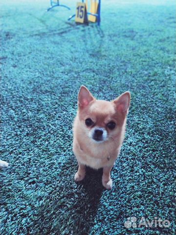 Пристраивается метис шпица и чихуа