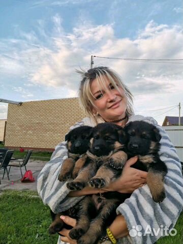 Щенки немецкой овчарки
