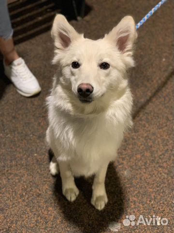 Швейцарская овчарка