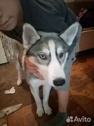 Сибирский хаски