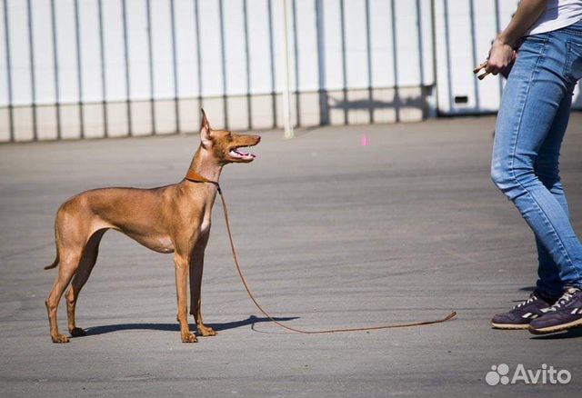 Щенки чирнеко дель этна (сицилийской борзой)