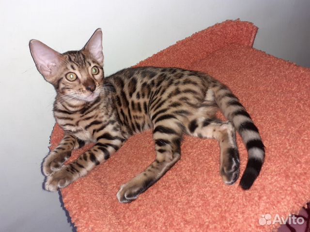 Бенгал 2 мес Крокус