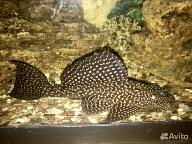 Сом парчовый птериг 20см