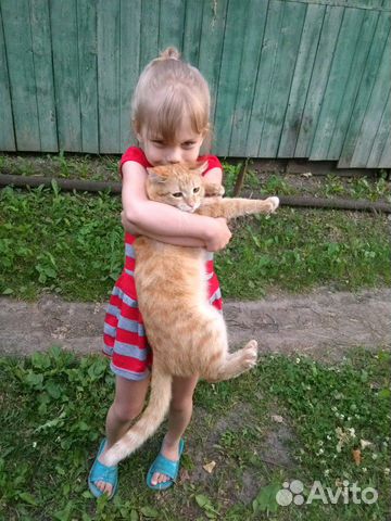 Потерялся котик