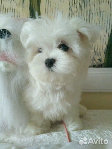 Мальтийская болонка. Мальтезе с документами РКФ