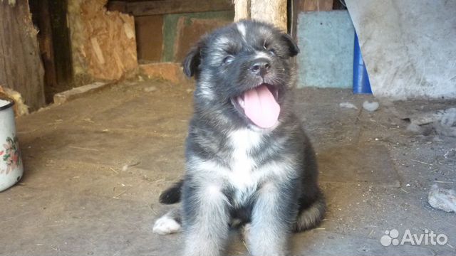 Метис немецкой овчарки