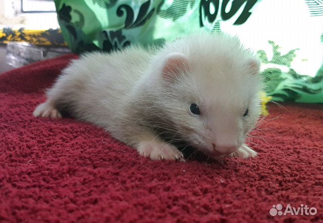 Клубные хорьки